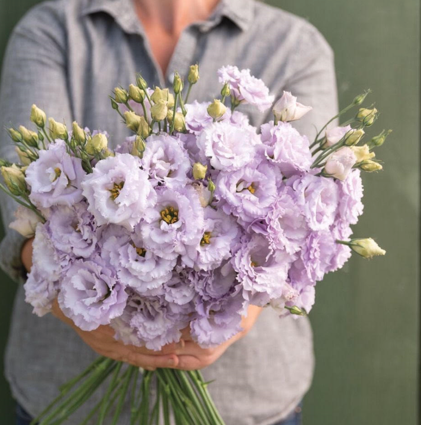 Voyage 2 Lavender Pelleted (F1) Lisianthus Seeds – Bethrat AlHayat ...